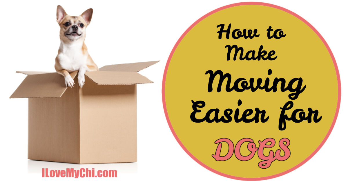 How to Make Moving Easier for Dogs - I Love My Chi