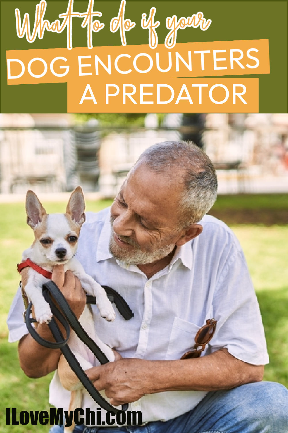 What To Do If Your Dog Encounters A Predator - I Love My Chi