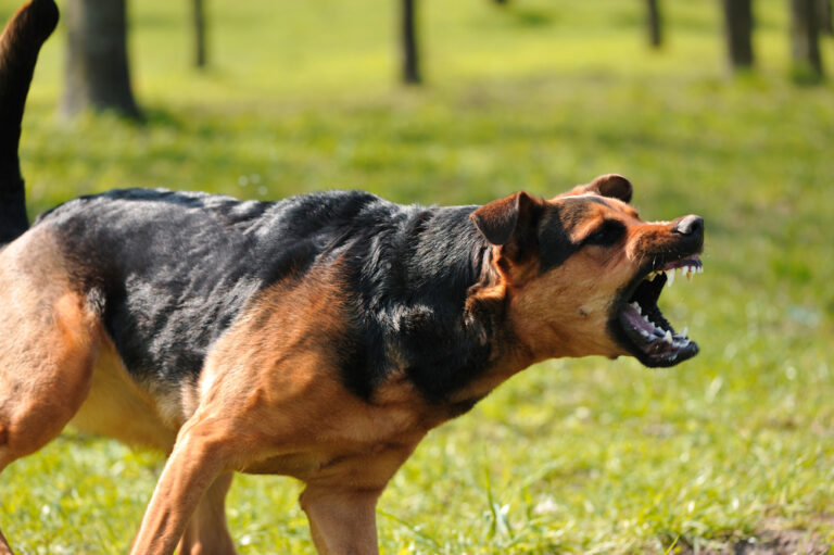 What To Do If Your Dog Encounters A Predator - I Love My Chi
