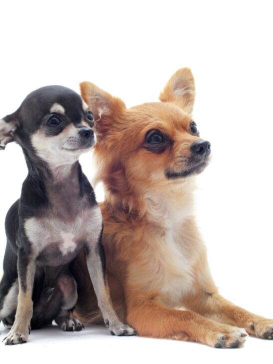 Chihuahua Facts Archives - I Love My Chi