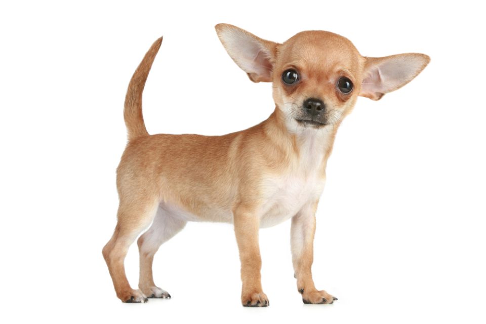 Why Do Chihuahuas Have Big Ears? - I Love My Chi