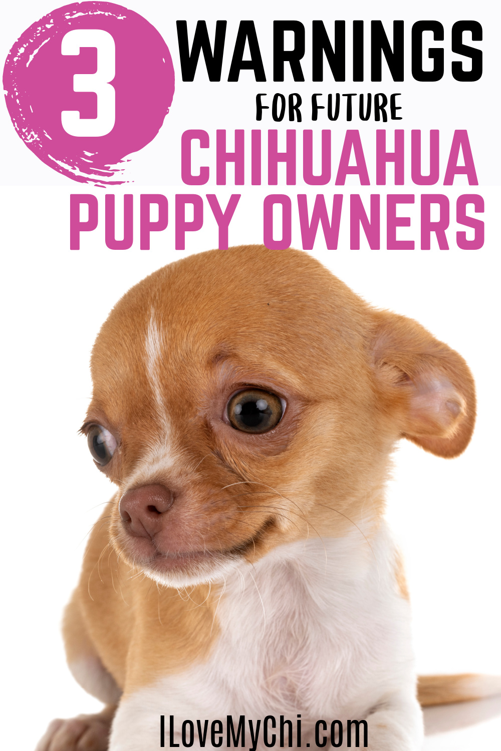 3 Warnings For Future Chihuahua Puppy Owners - I Love My Chi