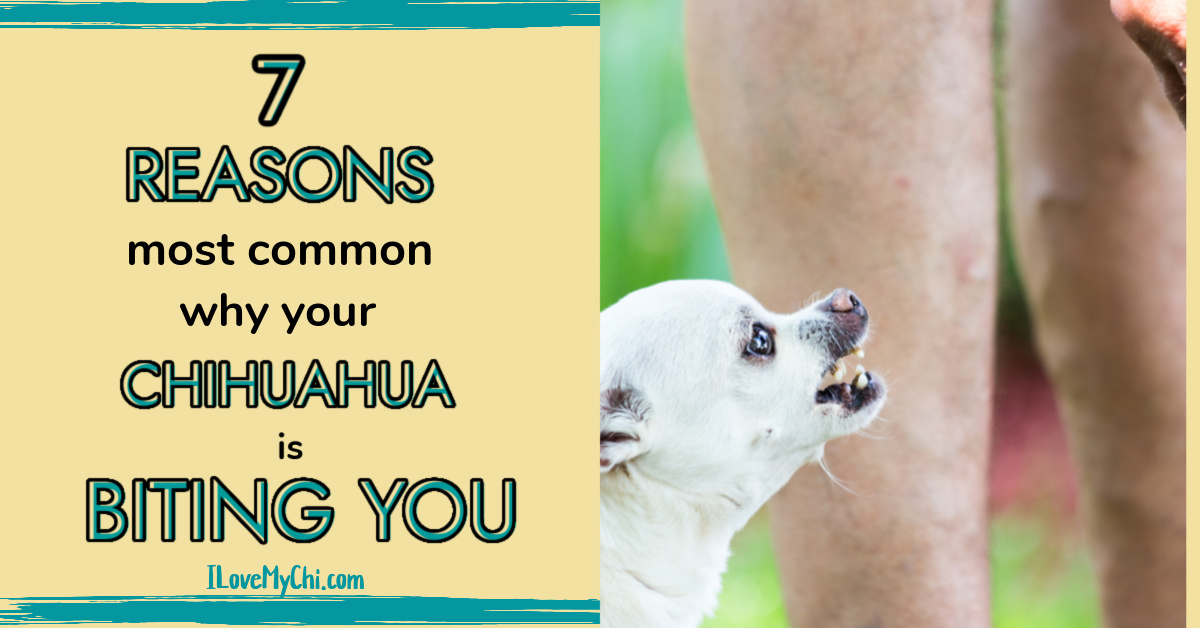 The 7 Most Common Reasons Why Your Chihuahua Is Biting You - I Love My Chi