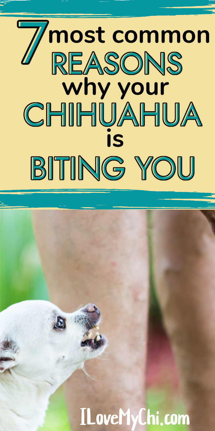 The 7 Most Common Reasons Why Your Chihuahua Is Biting You - I Love My Chi