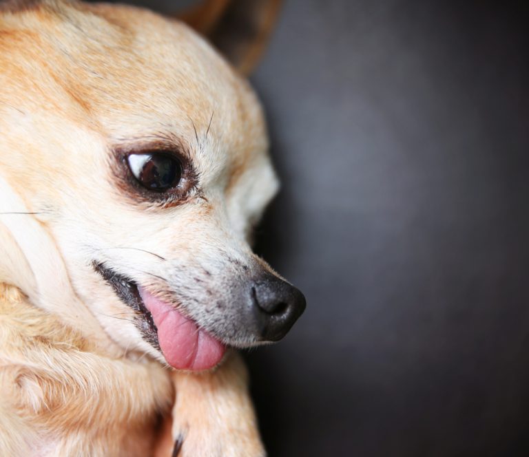 9 Reasons Why Chihuahuas Lick So Much - I Love My Chi