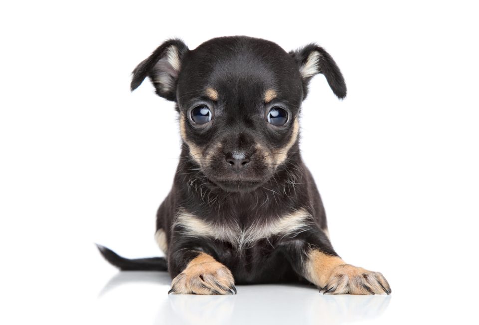How to Tell if a Chihuahua is Purebred: A Guide for Curious Owners - I ...