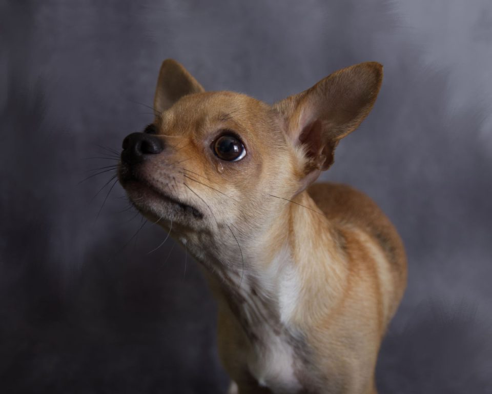 Why Are Chihuahuas So Scared I Love My Chi