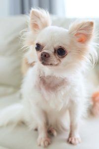 White Chihuahua: Breed Info, Characteristics, and Care - I Love My Chi