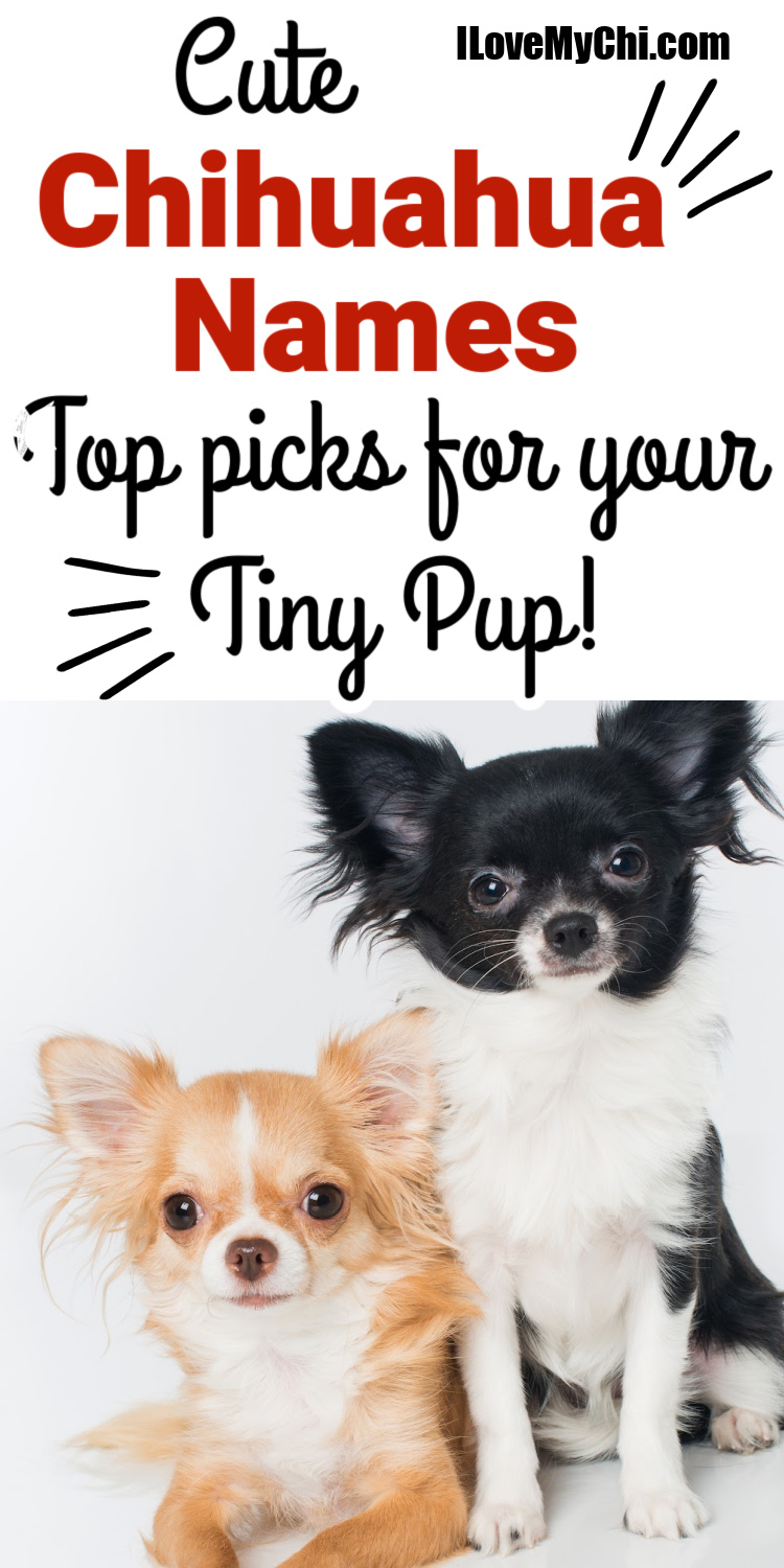 Cute Chihuahua Names: Top Picks for Your Tiny Pup - I Love My Chi