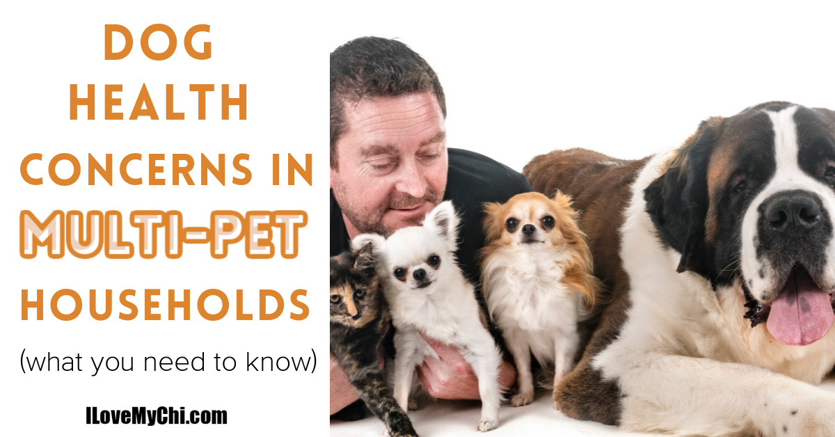 Dog Health Concerns in Multi-Pet Households: What You Need to Know - I ...