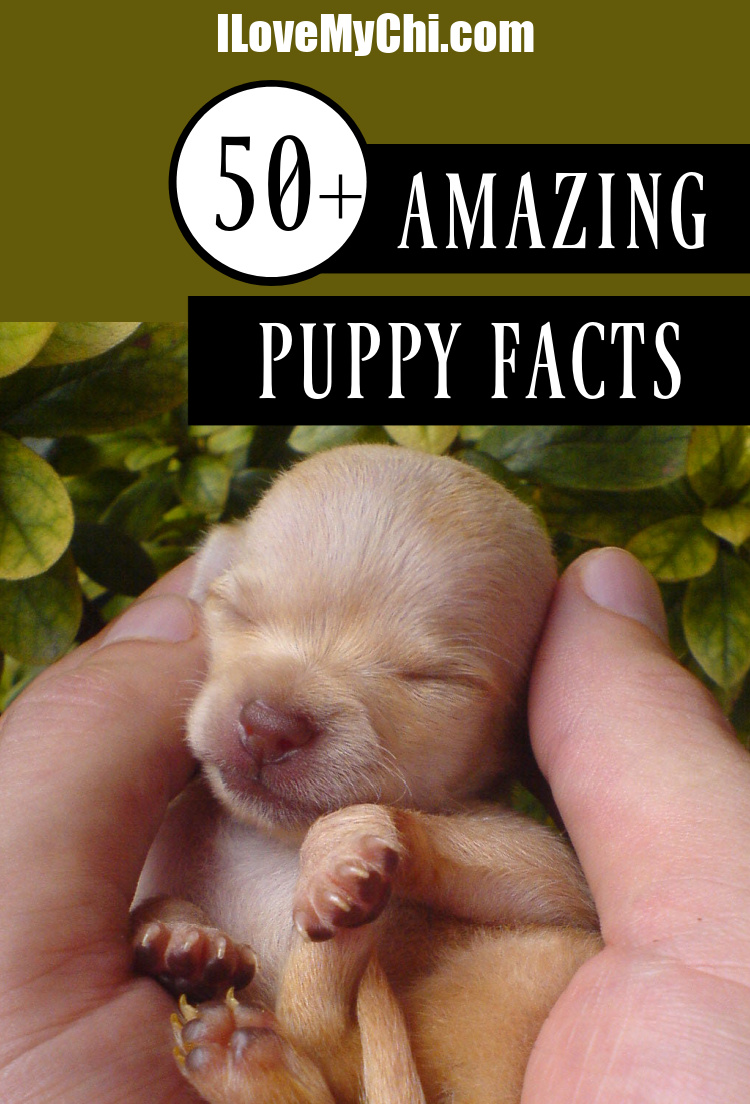 50+ Amazing Puppy Facts - I Love My Chi