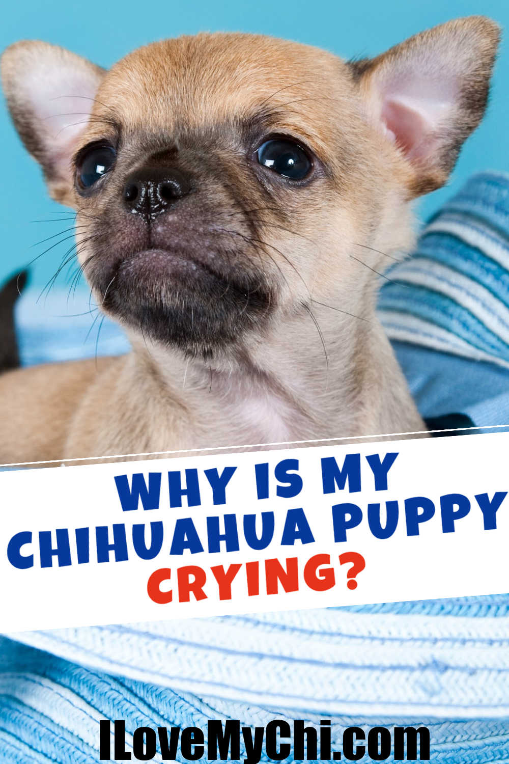 Why Is My Chihuahua Puppy Crying? - I Love My Chi