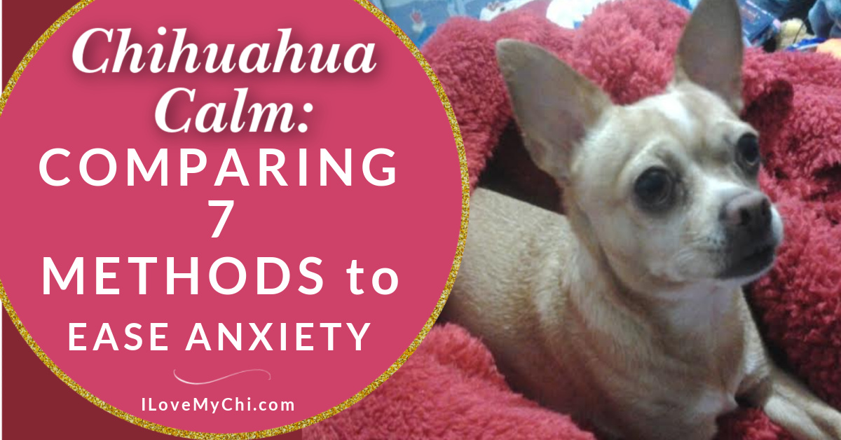 Chihuahua Calm: Comparing 7 Methods to Ease Anxiety - I Love My Chi