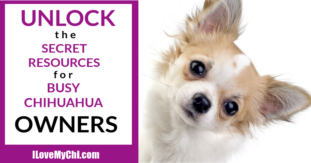 Unlock the Secret Resources for Busy Chihuahua Owners - I Love My Chi