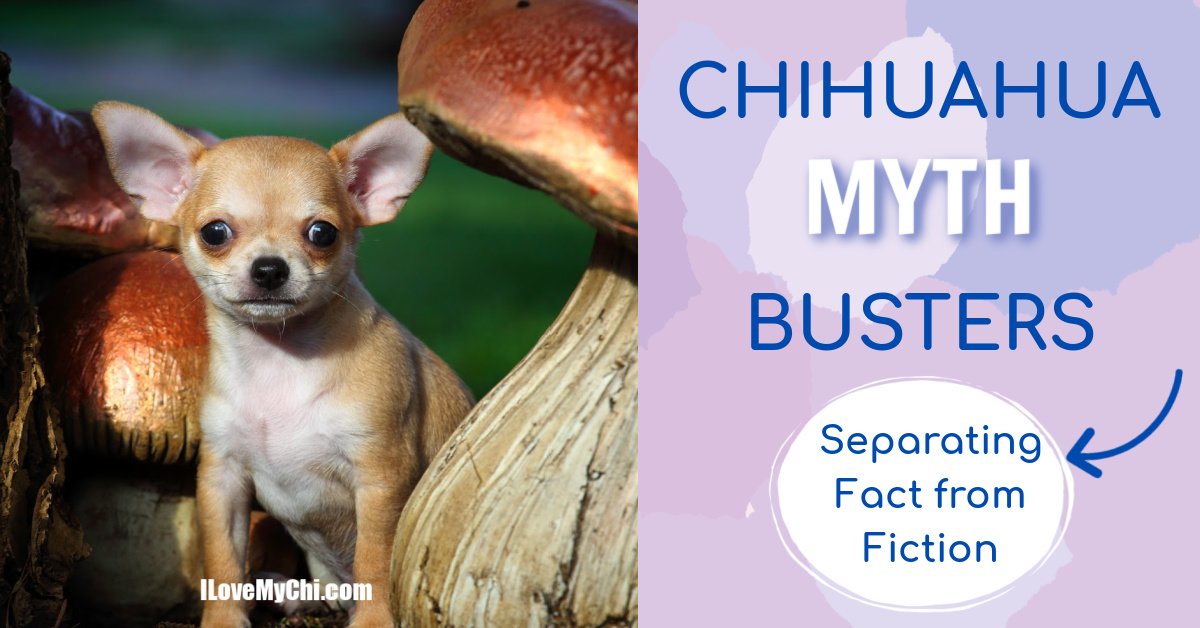 Chihuahua Myth Busters: Separating Fact from Fiction - I Love My Chi